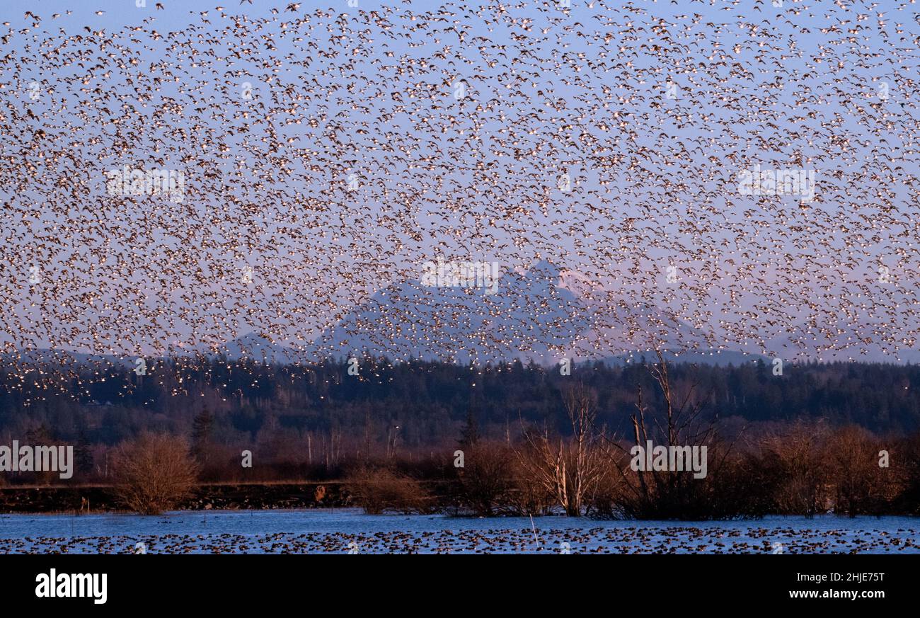Large group of migrating birds flying over the Skagit Wildlife Area at ...