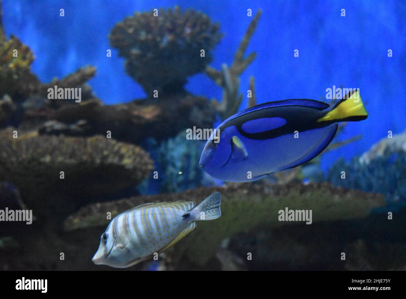 Closeup of two colorful fish swimming on a background of corals and ...