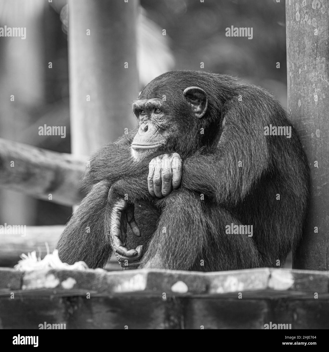 Grayscale of a chimp sitting alone Stock Photo - Alamy