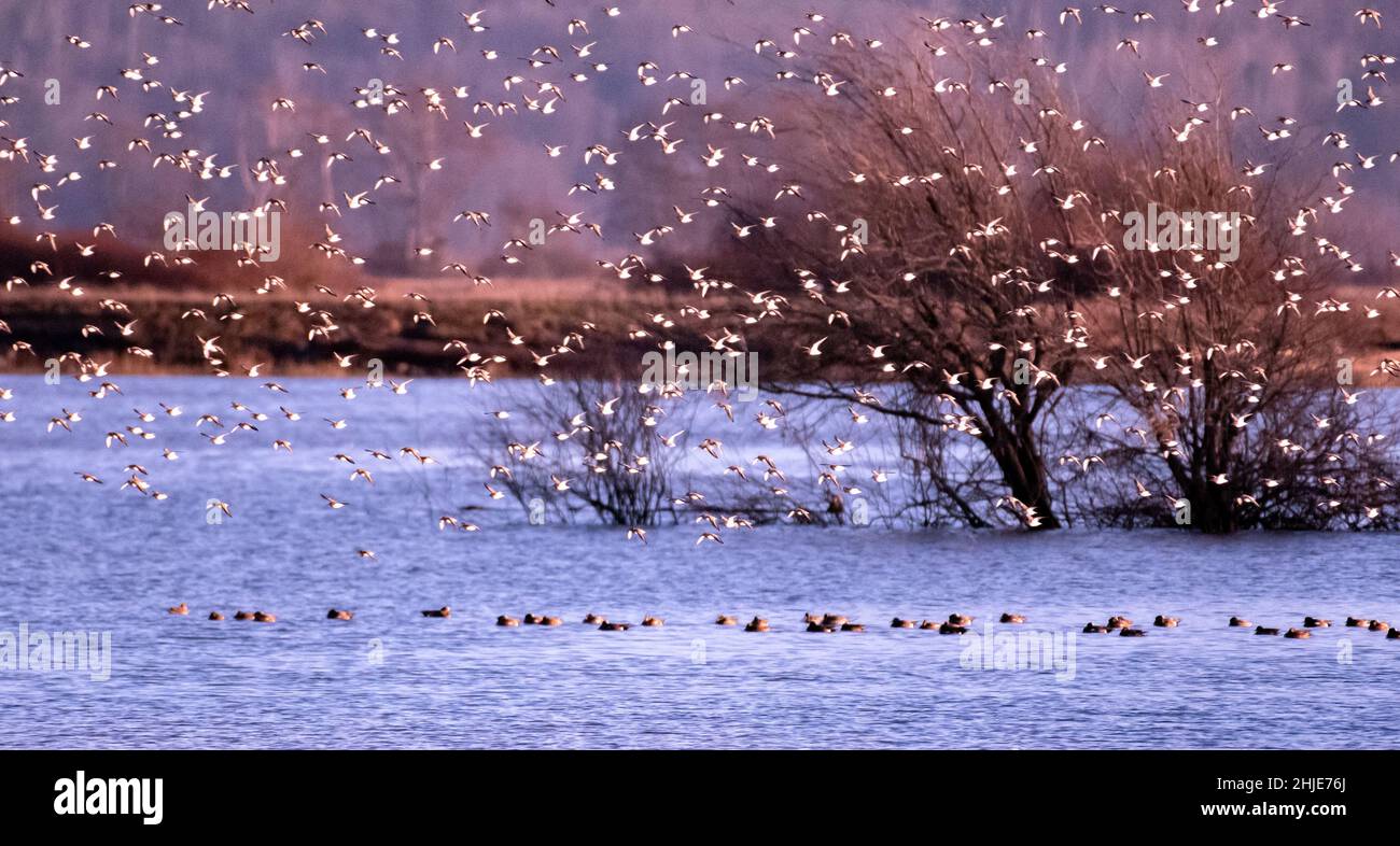 Large group of migrating birds flying over the Skagit Wildlife Area at ...