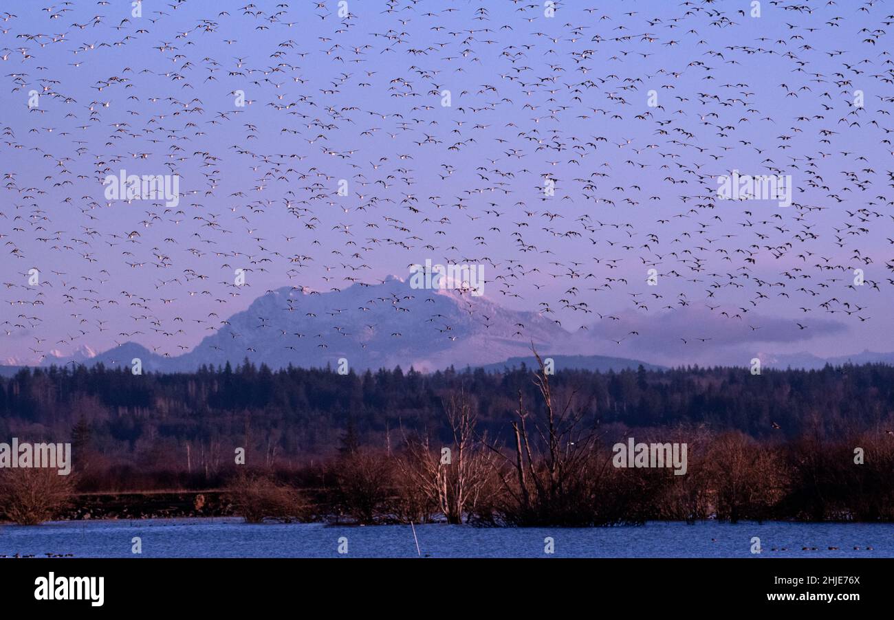 Large group of migrating birds flying over the Skagit Wildlife Area at ...