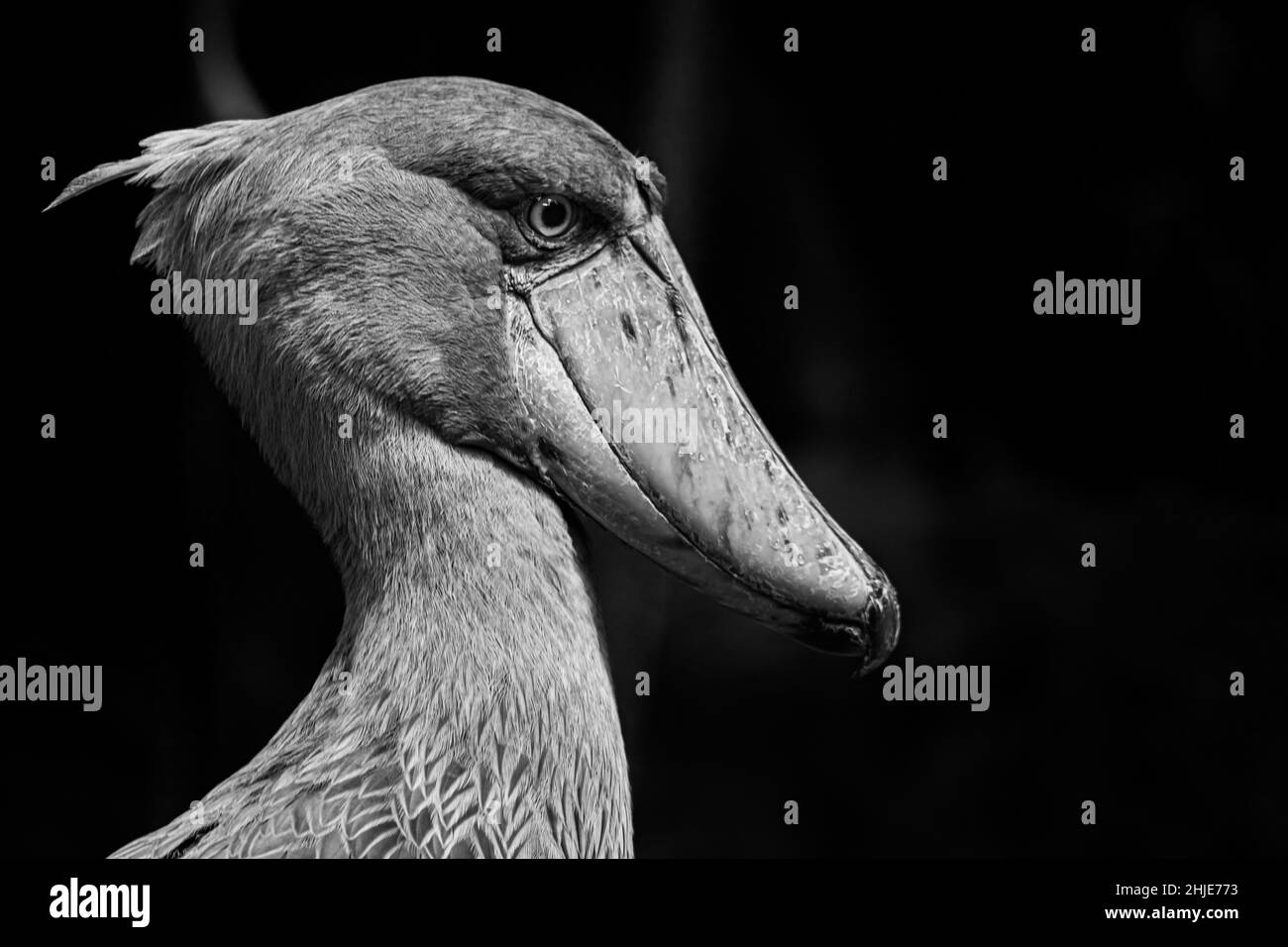 Grayscale of a Shoebill Stock Photo - Alamy