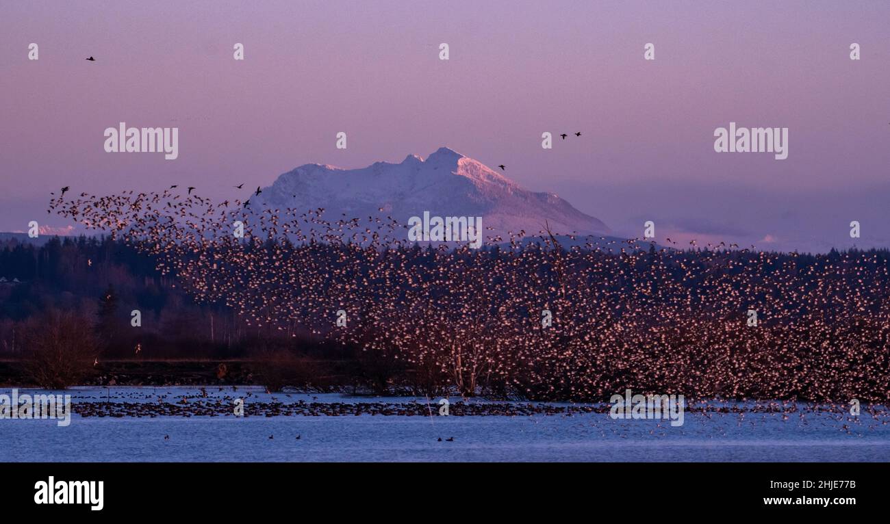 Large group of migrating birds flying over the Skagit Wildlife Area at ...