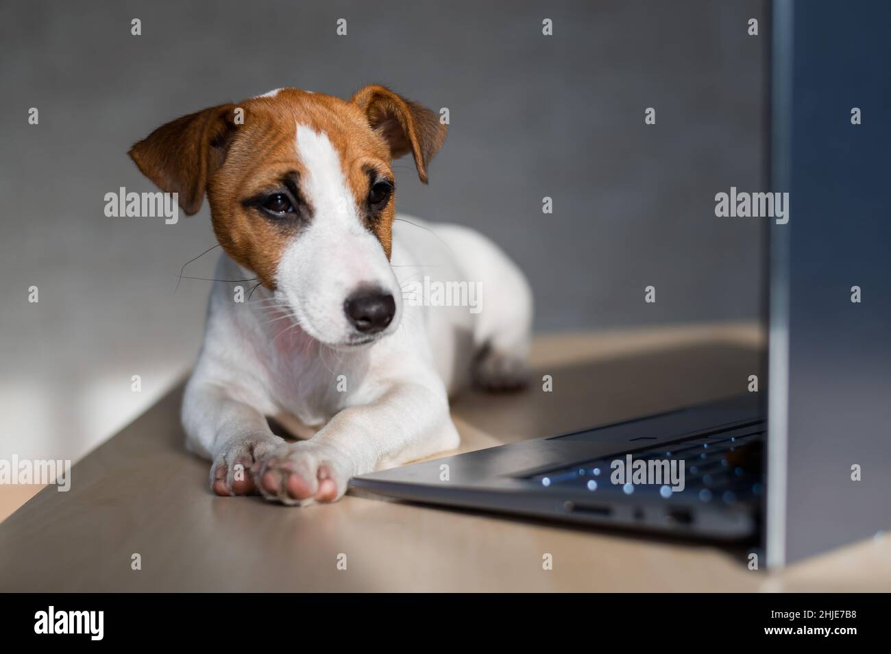The thoroughbred dog lies on a desktop. Sad shorthair puppy Jack ...