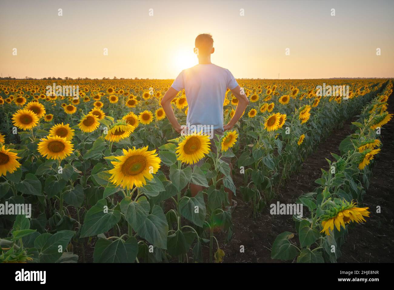Young man standing sunflower in hi-res stock photography and images - Alamy