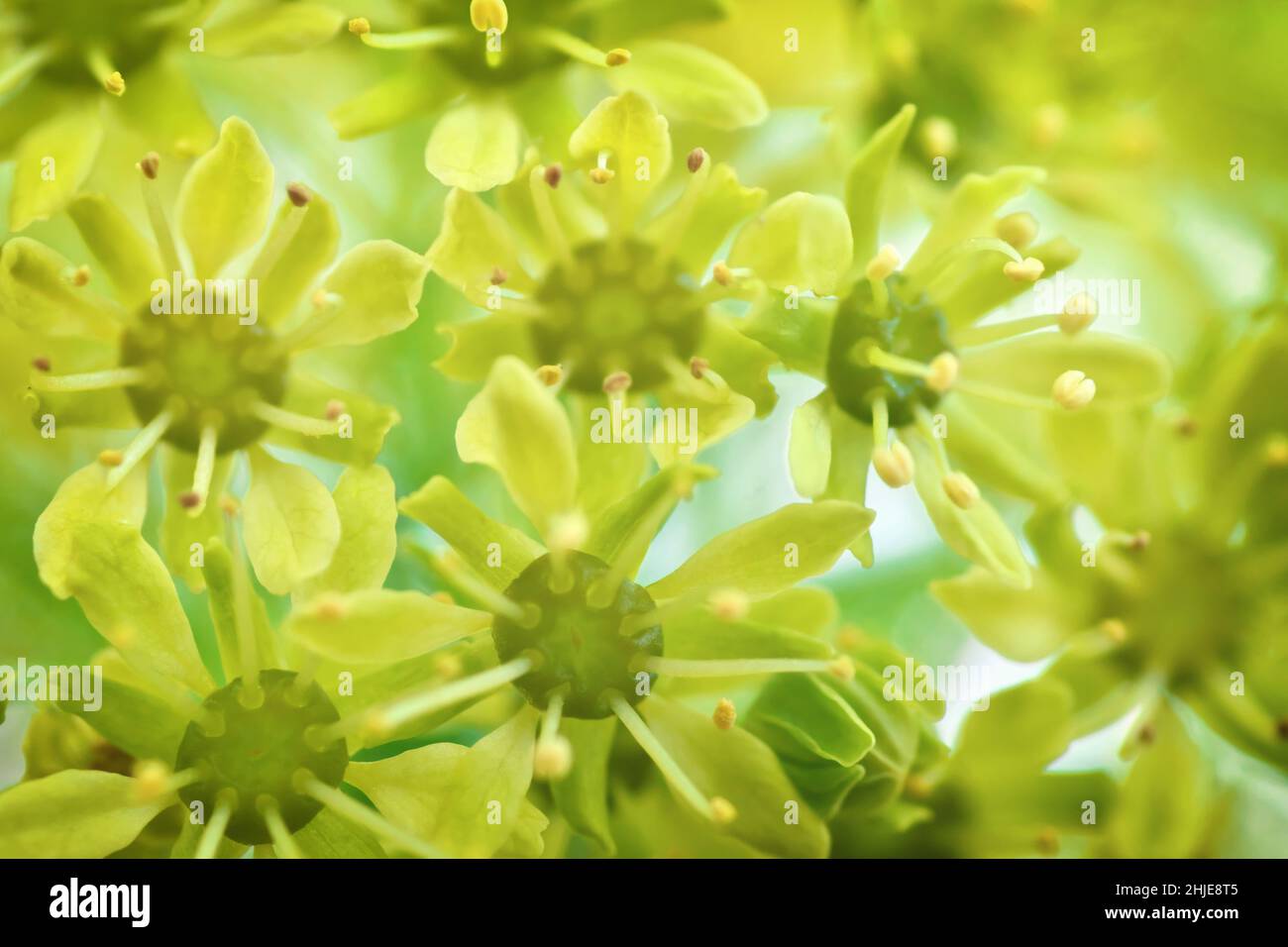 Background macro and biological texture. Nature close-up composition ...