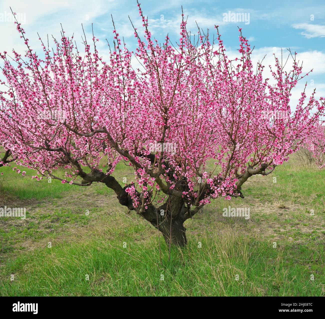 Row blossoming peach trees hi-res stock photography and images - Alamy
