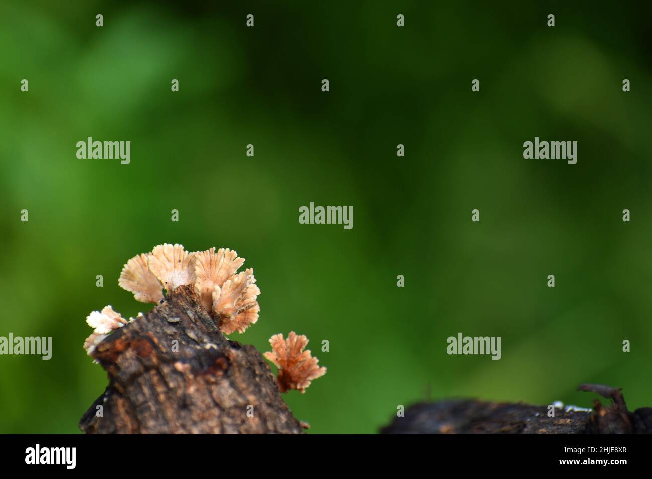 Fungus life cycle hi-res stock photography and images - Alamy