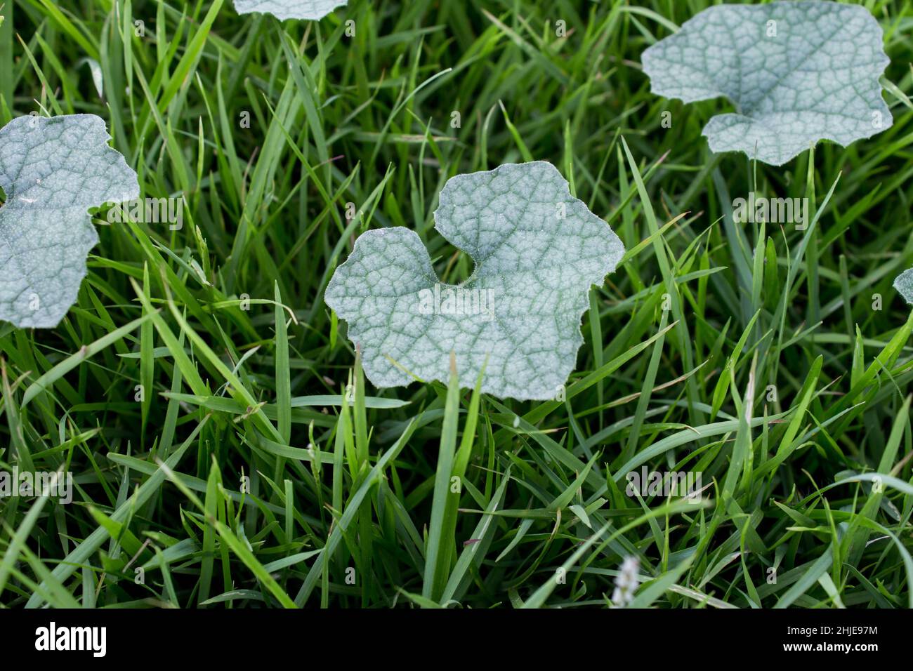 Heart shaped leaf Stock Photo - Alamy