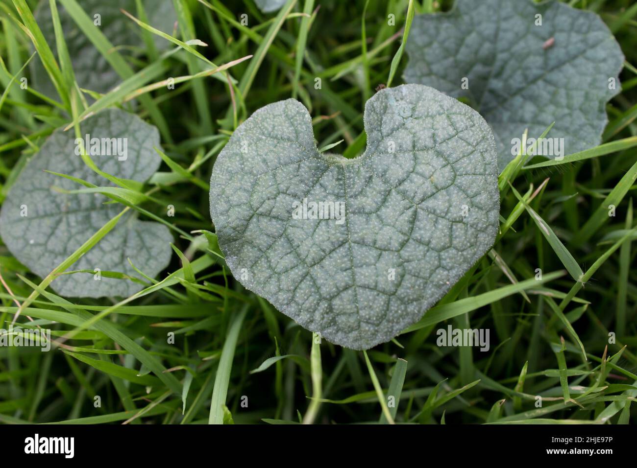 Heart shaped leaf Stock Photo - Alamy