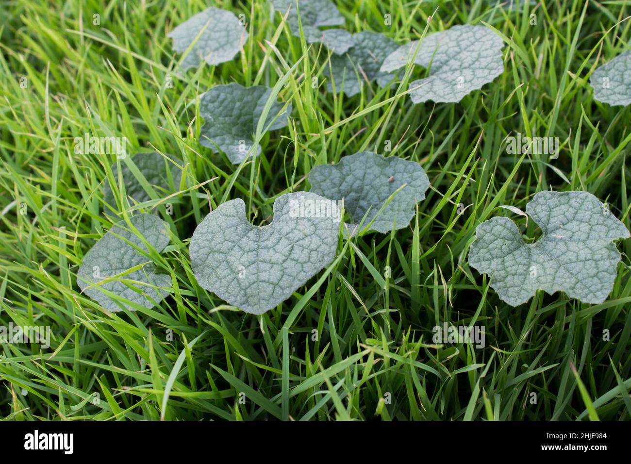 Heart shaped leaf Stock Photo - Alamy