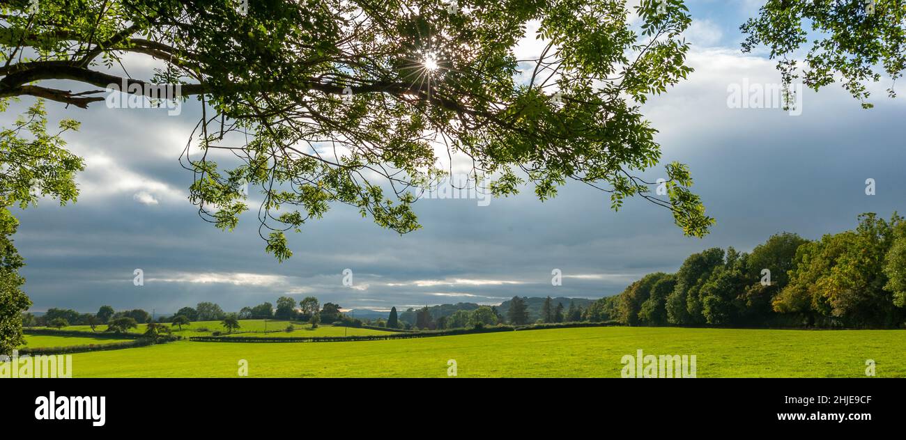 Panoramic scene of large grassland with trees with a magic cloudy sky ...