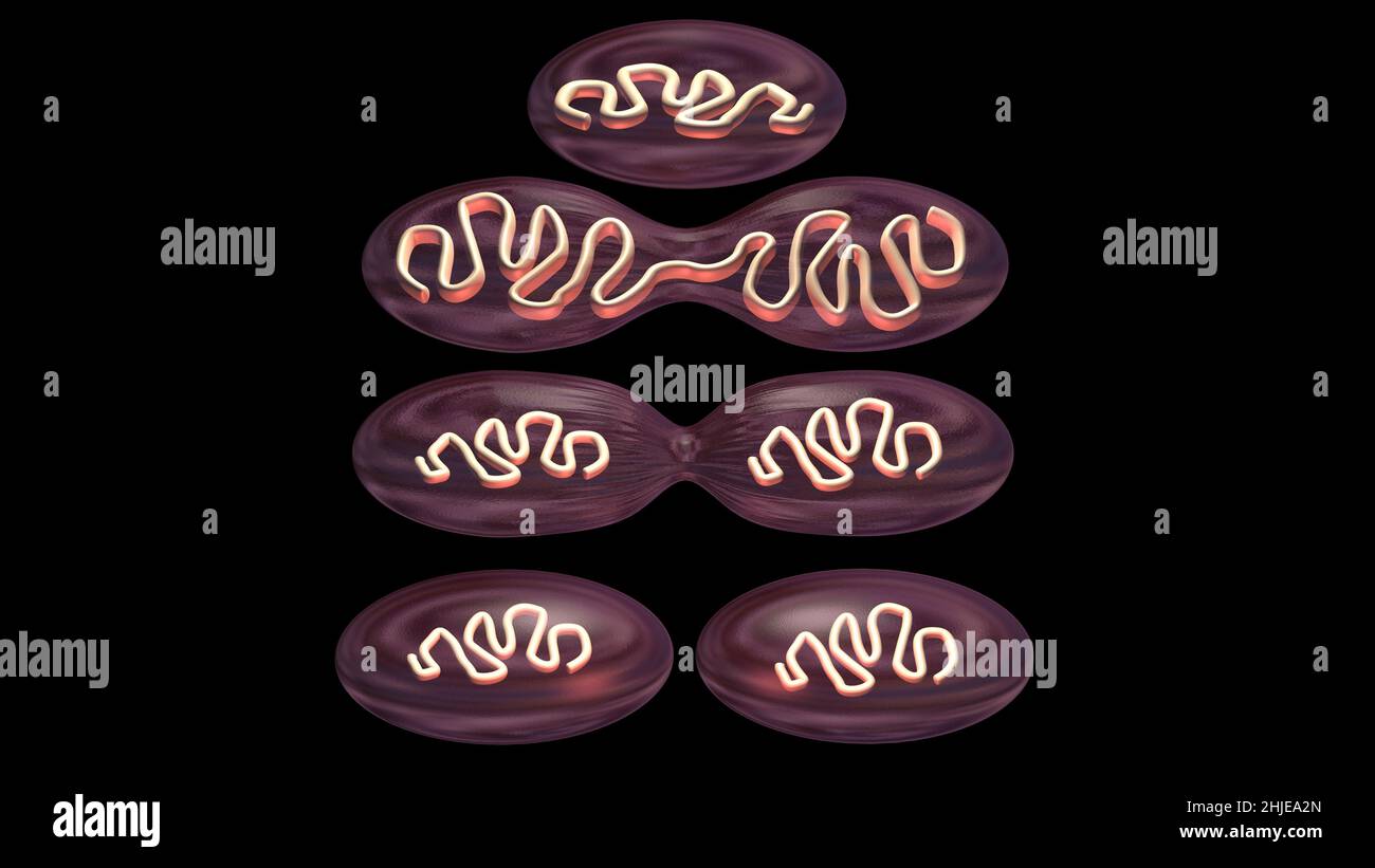 Cell dividing . Mitochondria splitting, DNA replication. Stages of ...