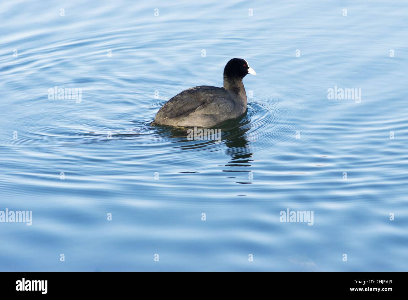 Black and white coot duck swims in the water of a pond Stock Photo - Alamy