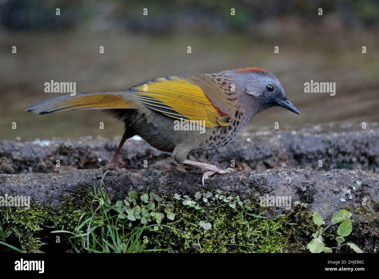 Silver-eared Laughingthrush (Trochalopteron melanostigma), southwest ...