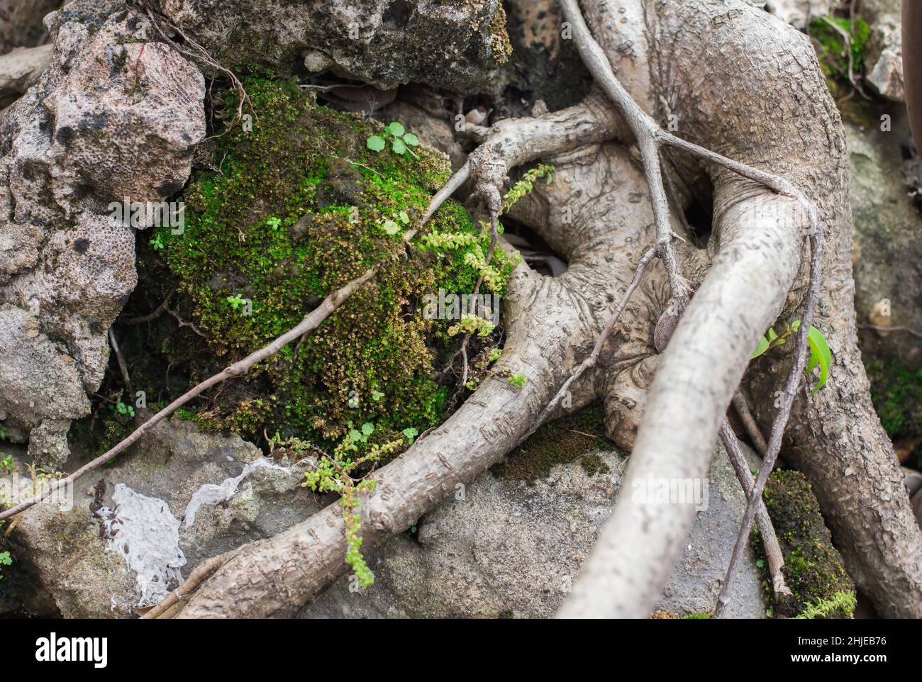 Beautiful Ferns in the tree roots Stock Photo - Alamy