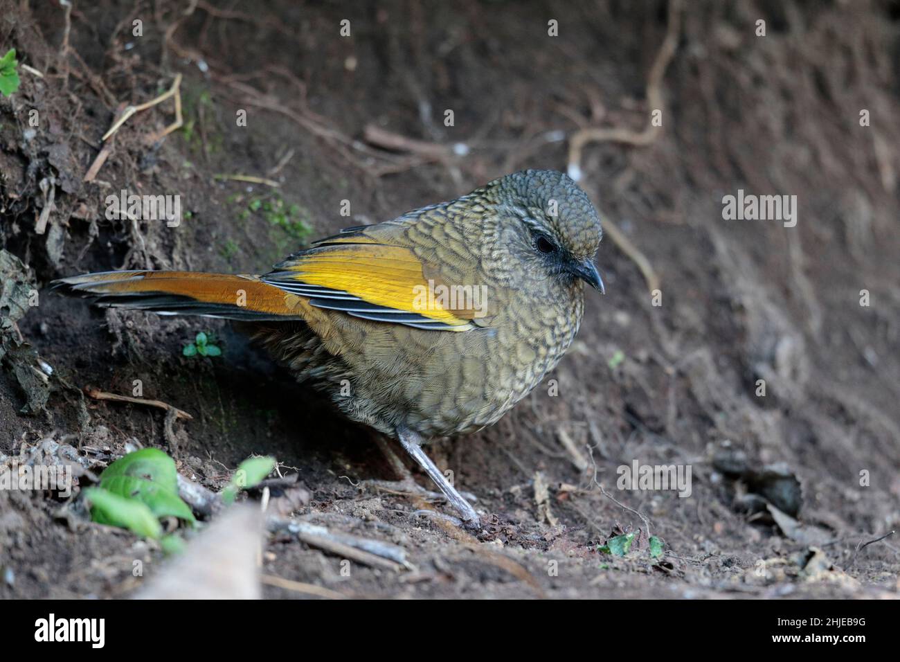 Garrulax subunicolor hi-res stock photography and images - Alamy
