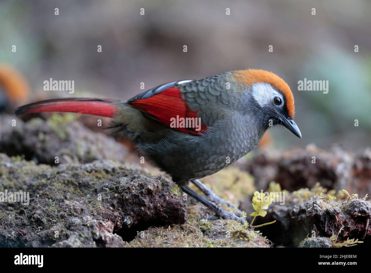 Red tailed laughingthrush trochalopteron milnei hi-res stock ...