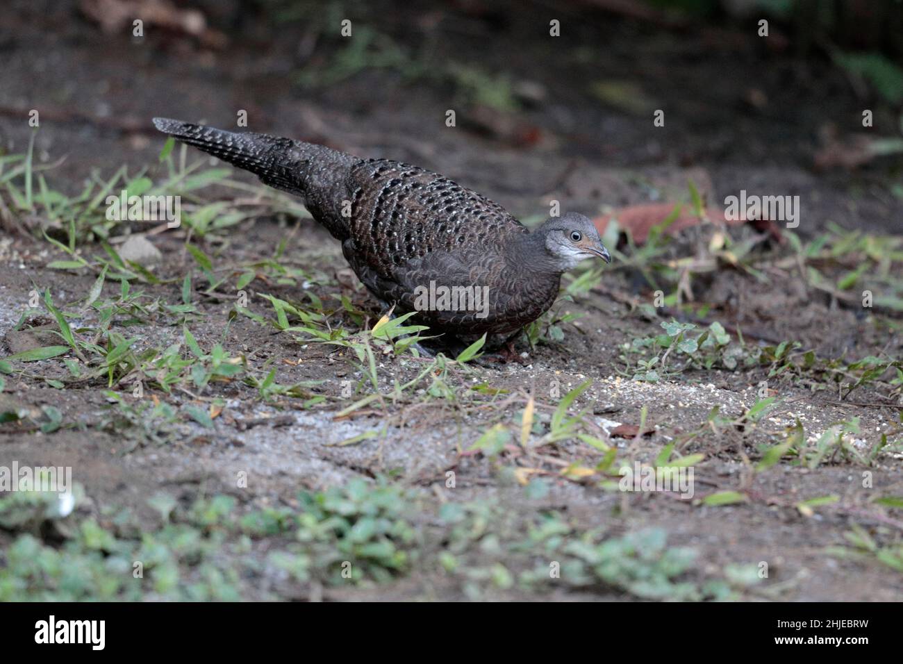 Grey Peacock Pheasant Polyplectron Bicalcaratum Female Southwest