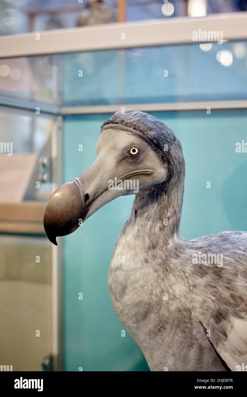 Oxford natural history Museum Dodo -The Oxford Dodo is the most iconic ...