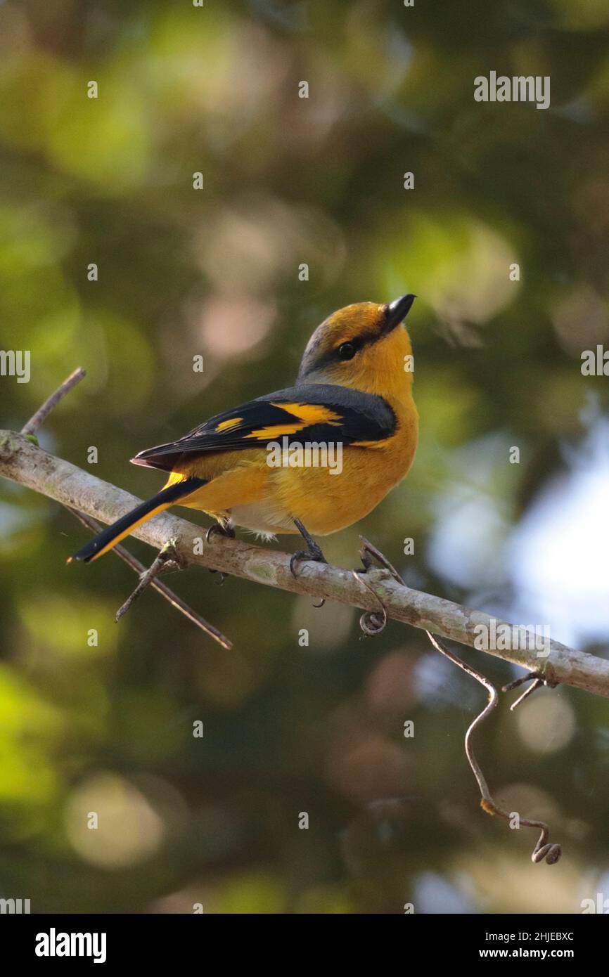 Scarlet Minivet (Pericrocotus speciosus), female, near Ruili, southwest ...