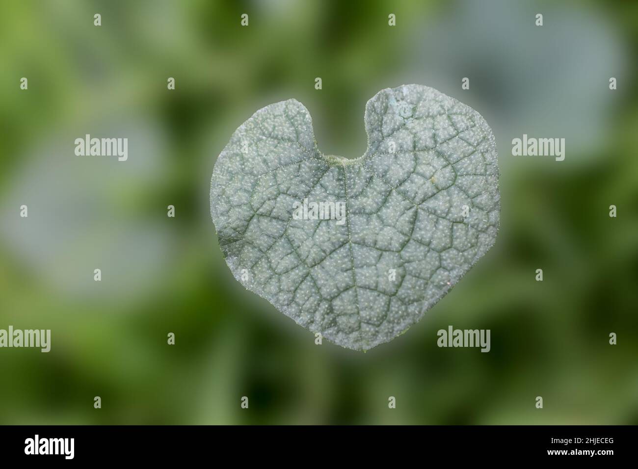 Heart shaped leaf Stock Photo - Alamy