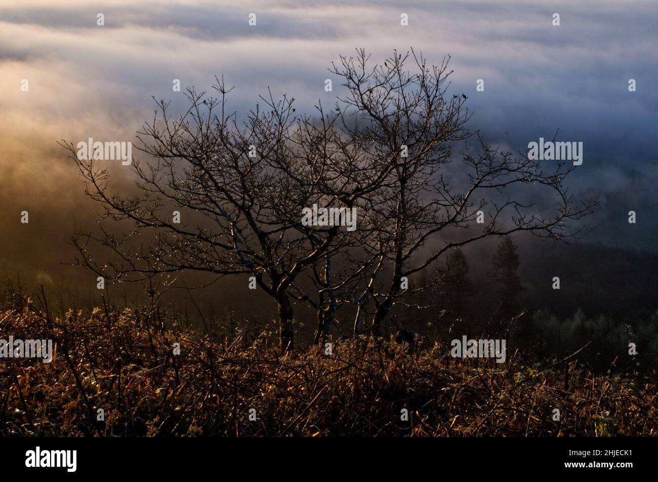 Fire red dawn sky forest hi-res stock photography and images - Alamy