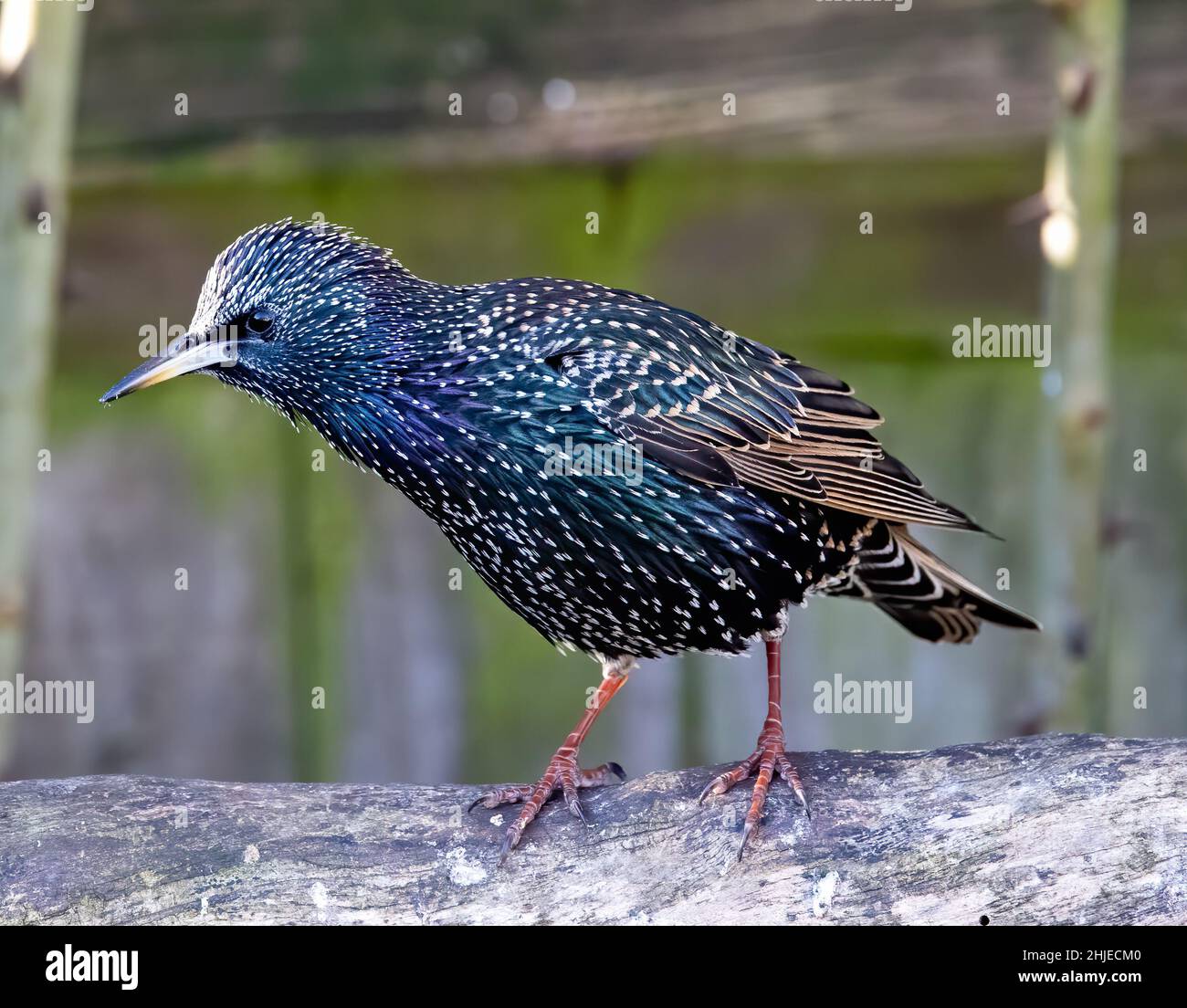 Selective focus shot of common starling (sturnus vulgaris) perched on a wooden log Stock Photo ...