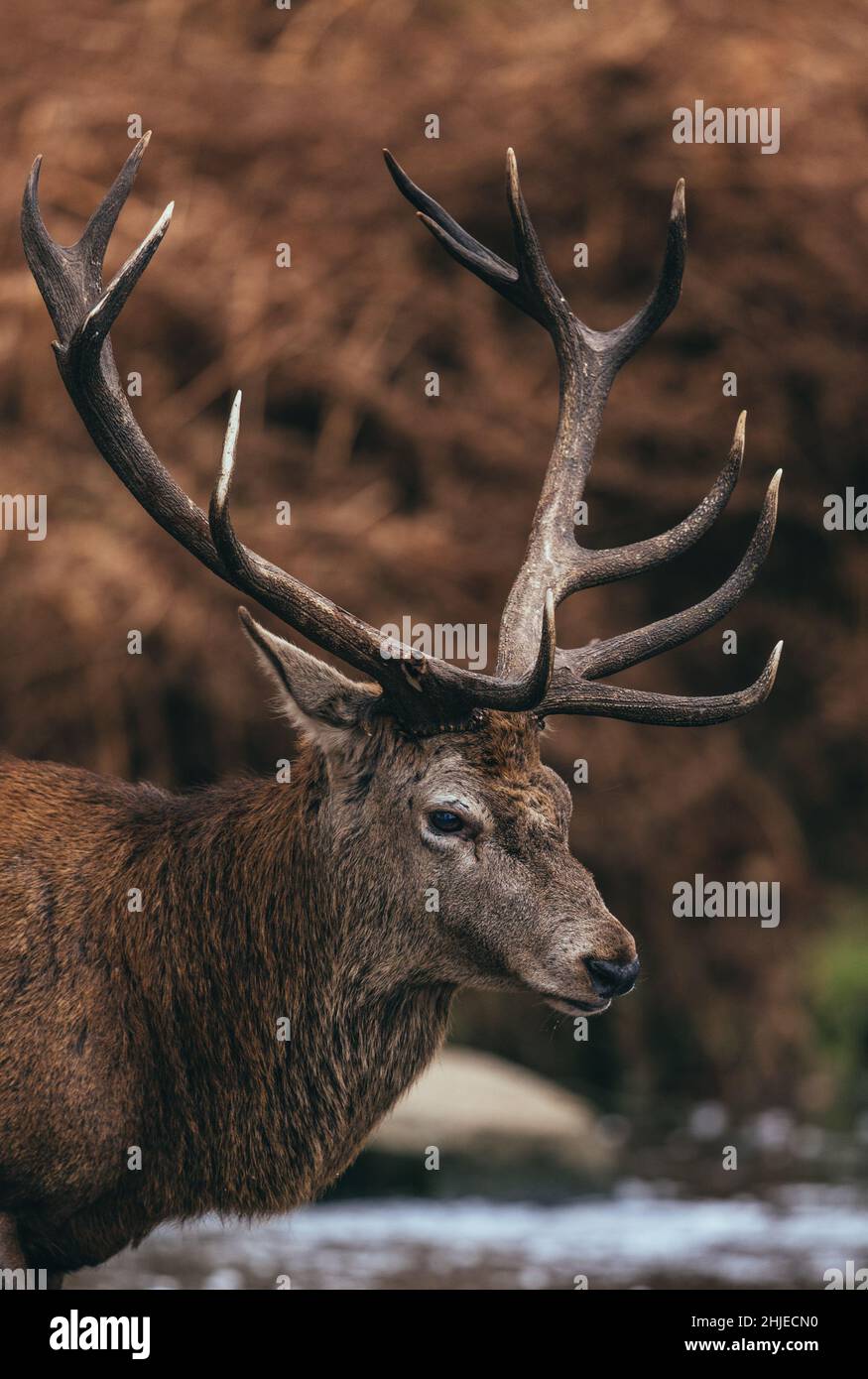 Closeup shot of a large red deer stag with antlers with blurred trees ...