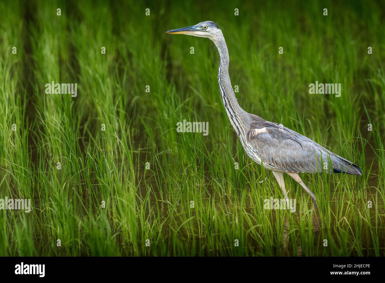 Beautiful view of a white stork standing on the ground among the green ...