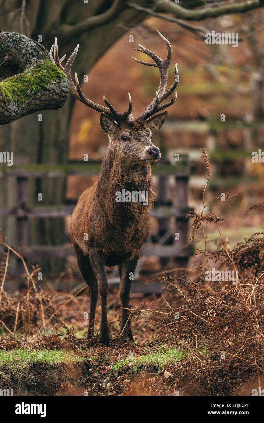 Vertical shot deer large hi-res stock photography and images - Alamy