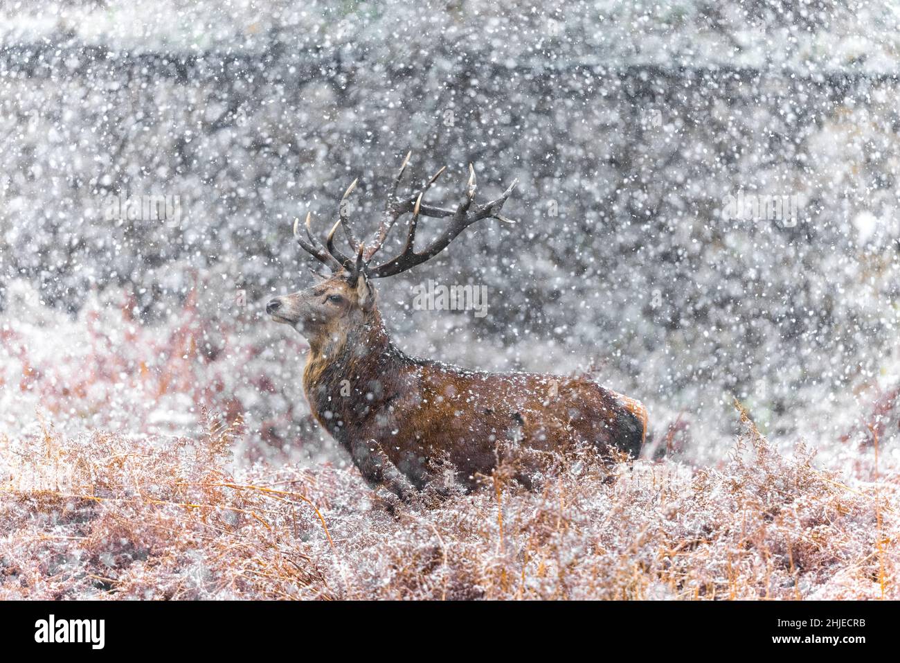 Beautiful closeup red deer hi-res stock photography and images - Alamy