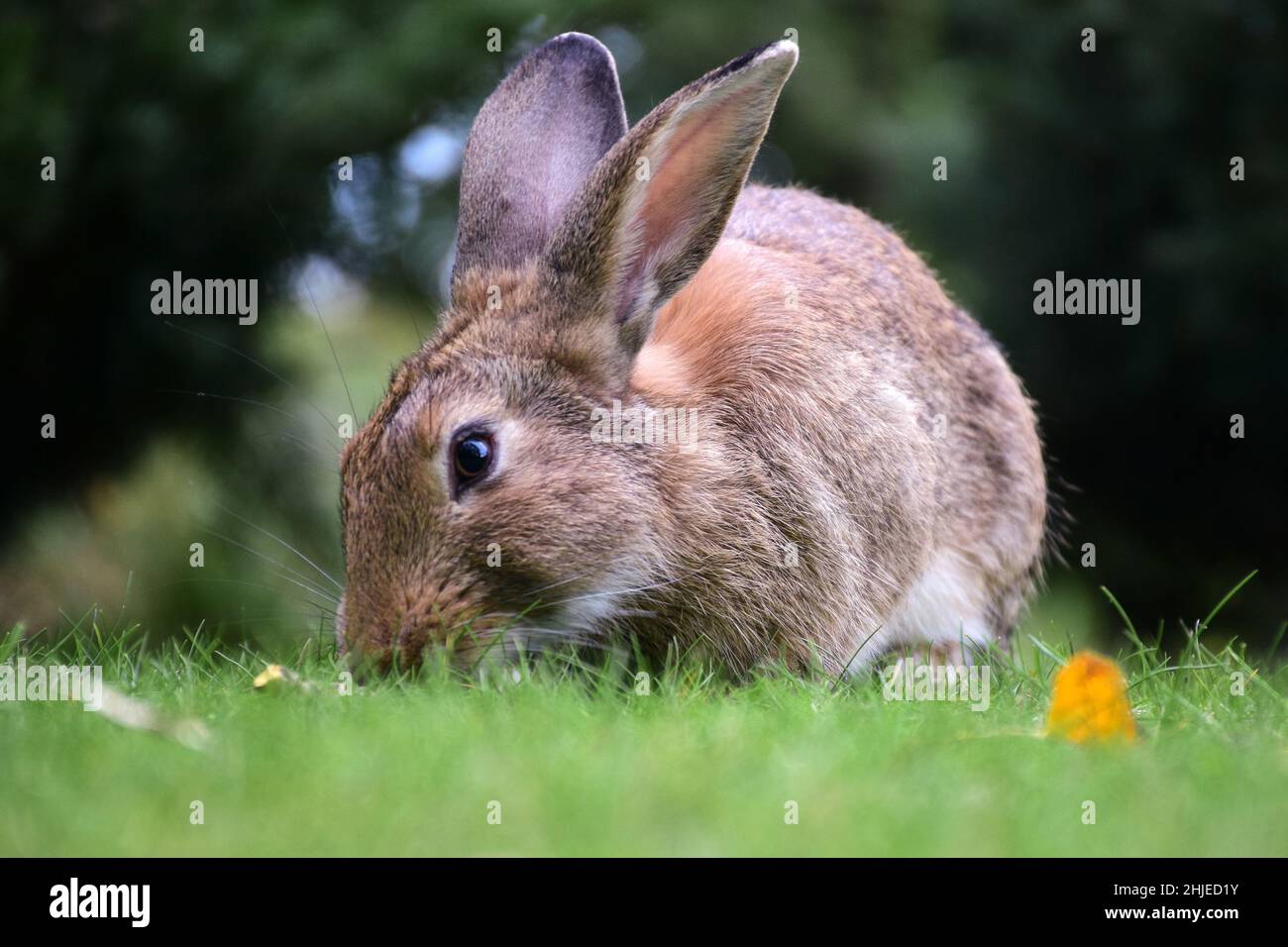 Large rabbit close-up sits on green grass in the park. Trees in the ...