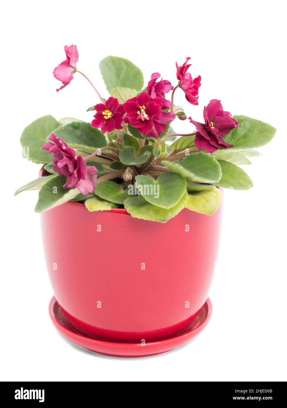 Beautiful home flowers violets in red ceramic pot. Isolated on a white ...