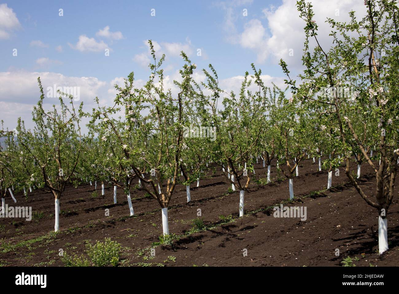 Apple orchard. Landscape of blossoming apple orchard Stock Photo - Alamy