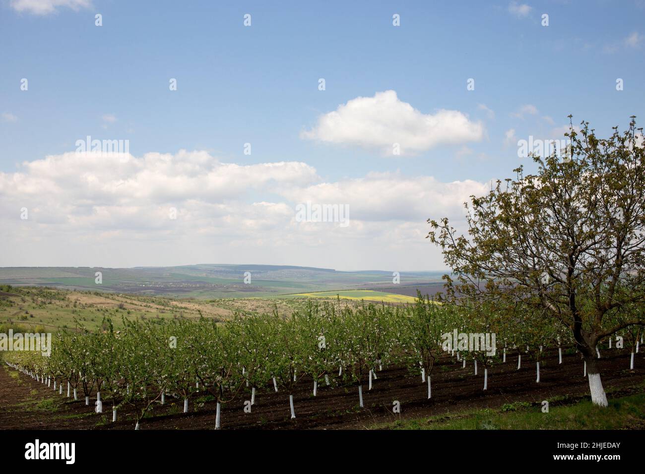 Apple orchard. Landscape of blossoming apple orchard Stock Photo - Alamy