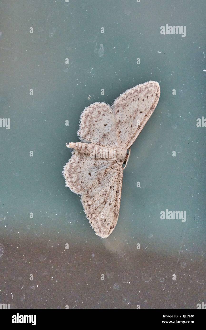 white moth with wide spread wings on a glass window Stock Photo - Alamy
