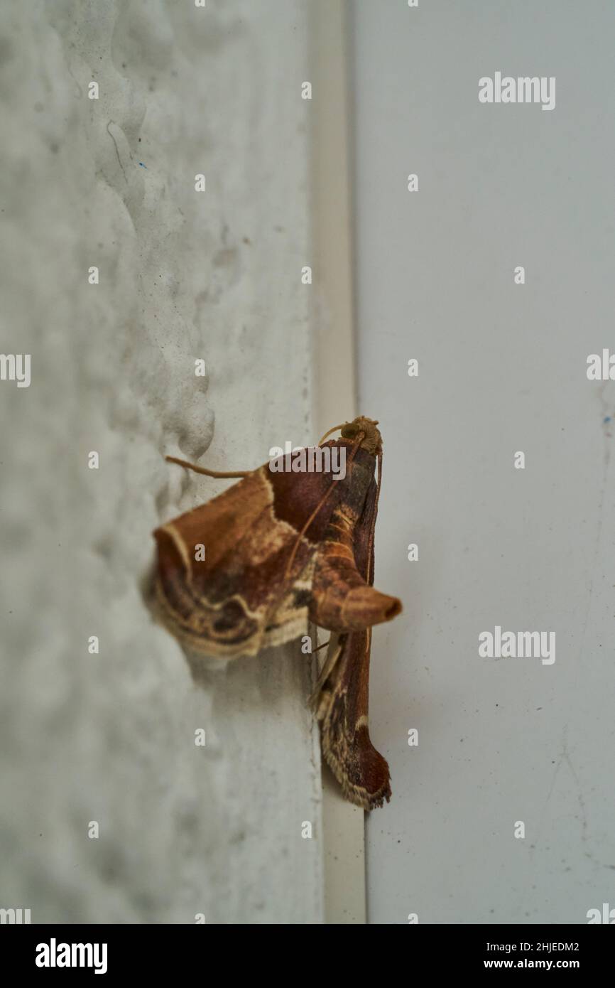 Small brown white moth hi-res stock photography and images - Alamy