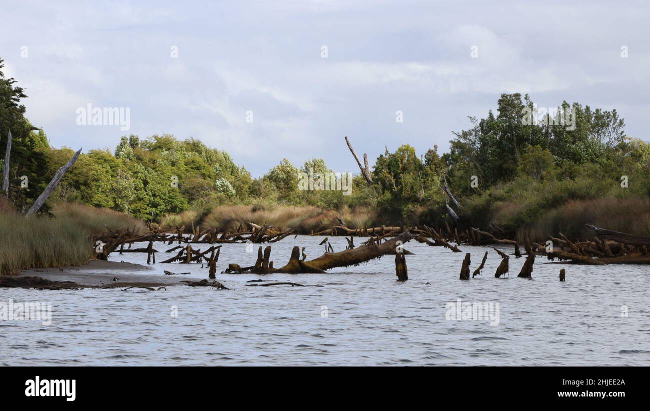 Chepu Suken Forest, Chiloe, Chile Stock Photo - Alamy