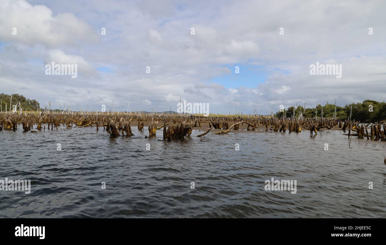 Chepu Suken Forest, Chiloe, Chile Stock Photo - Alamy