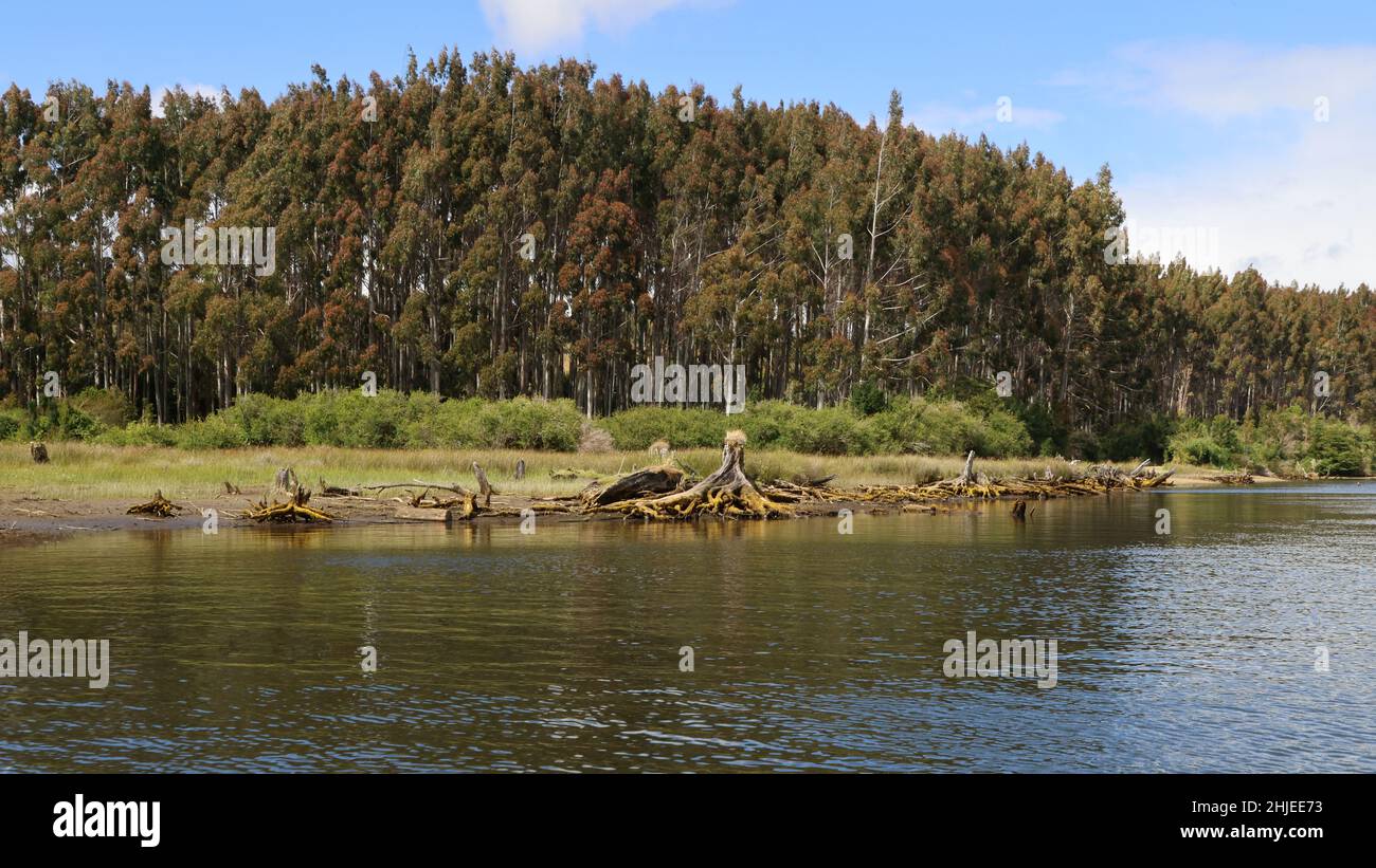 The Chepu River, Chiloe, Chile Stock Photo - Alamy