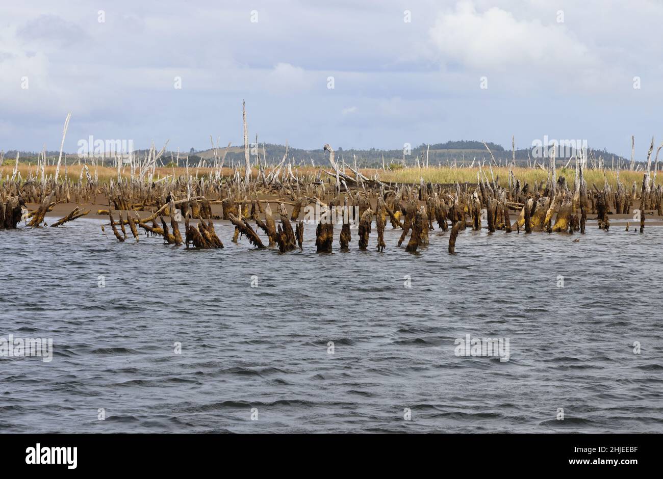 Chepu Suken Forest, Chiloe, Chile Stock Photo - Alamy