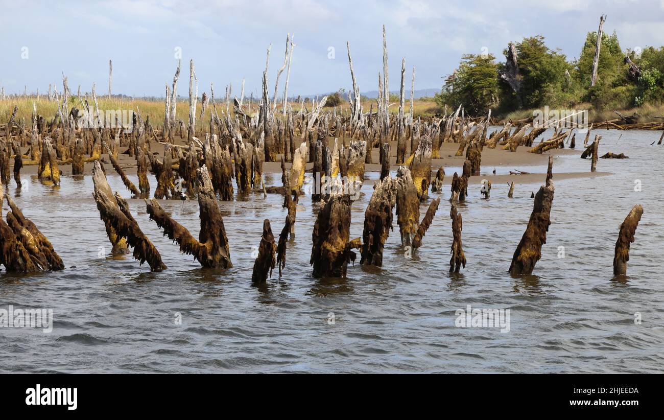 Chepu Suken Forest, Chiloe, Chile Stock Photo - Alamy