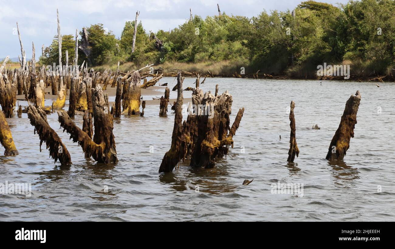Chepu Suken Forest, Chiloe, Chile Stock Photo - Alamy