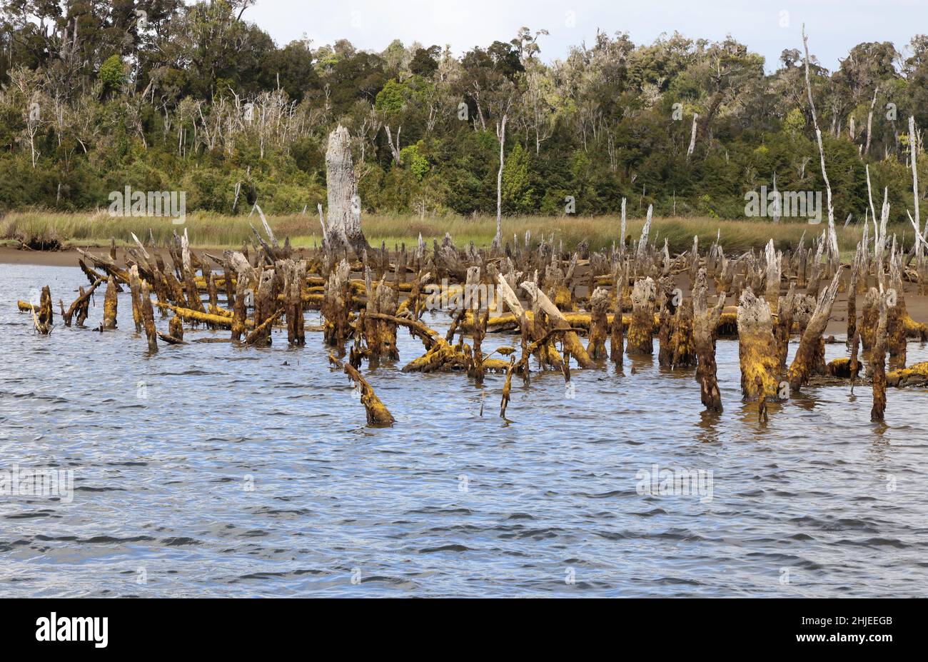 Chepu Suken Forest, Chiloe, Chile Stock Photo - Alamy