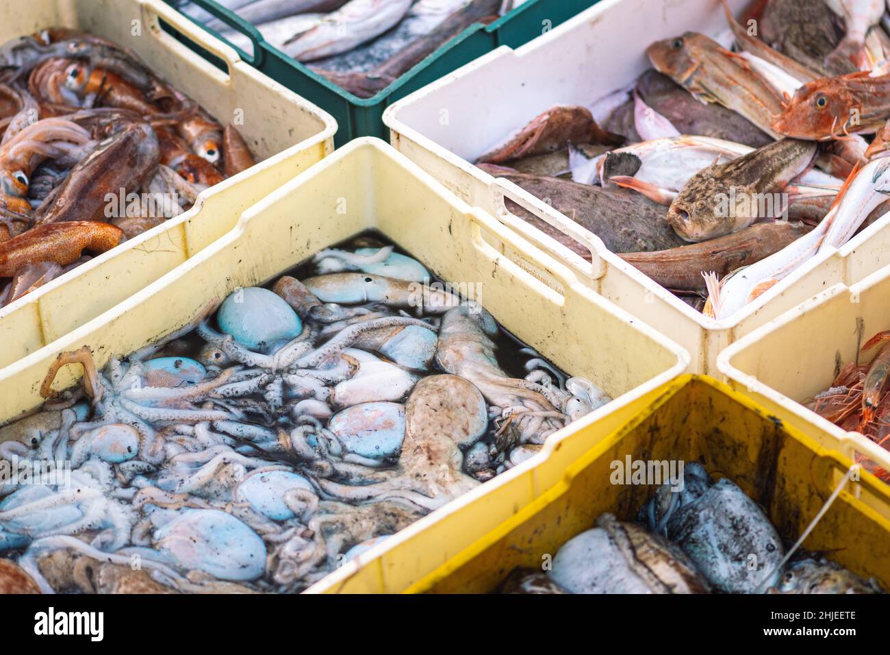 Freshly just caught various raw fish in plastic crates in a fish market ...