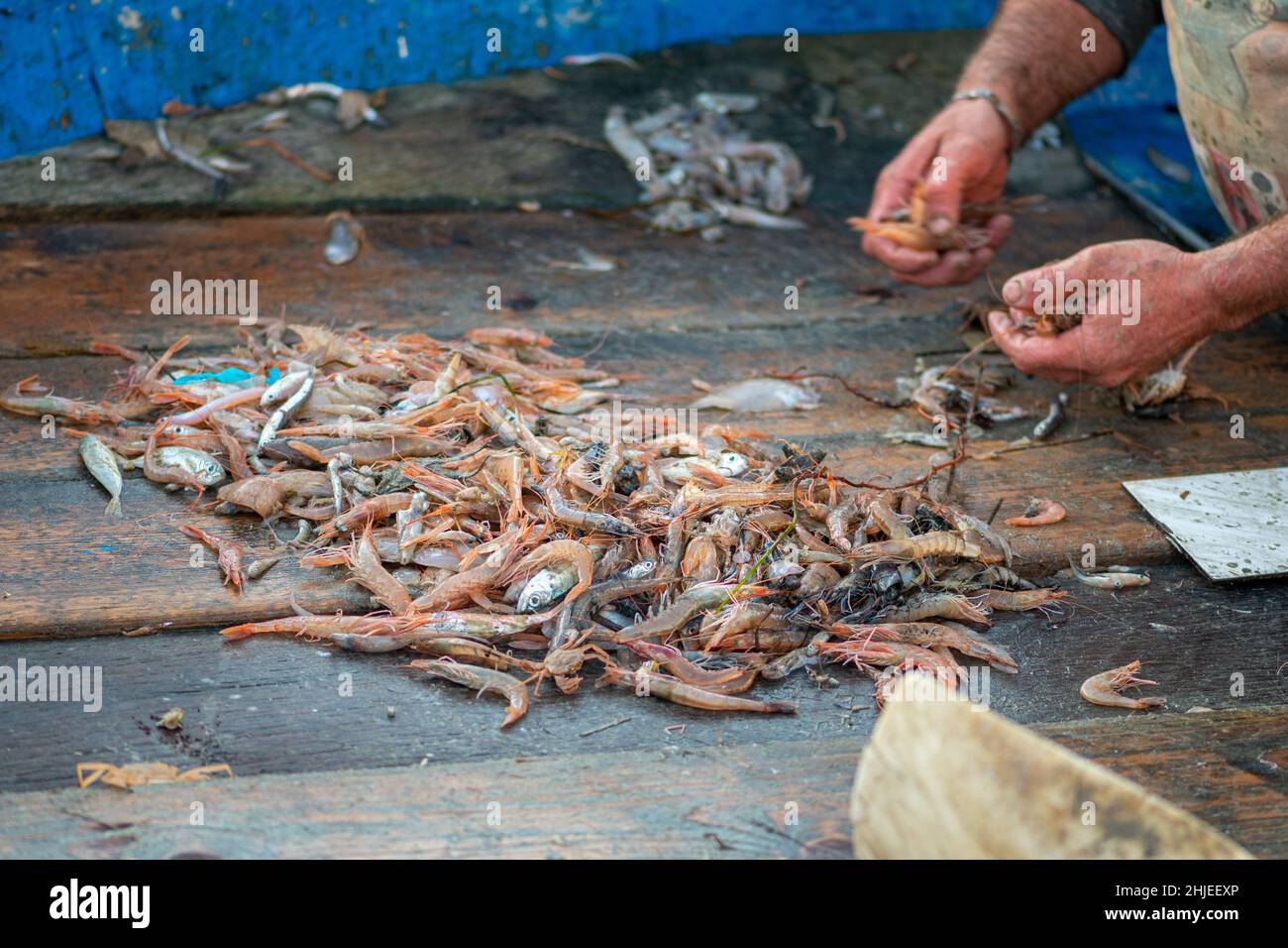 Various freshly just caught fish on a fishing wooden boat being ...