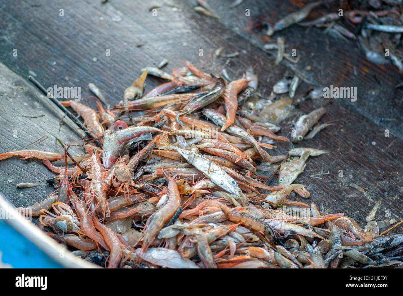 Various freshly just caught fish on a fishing wooden boat being ...