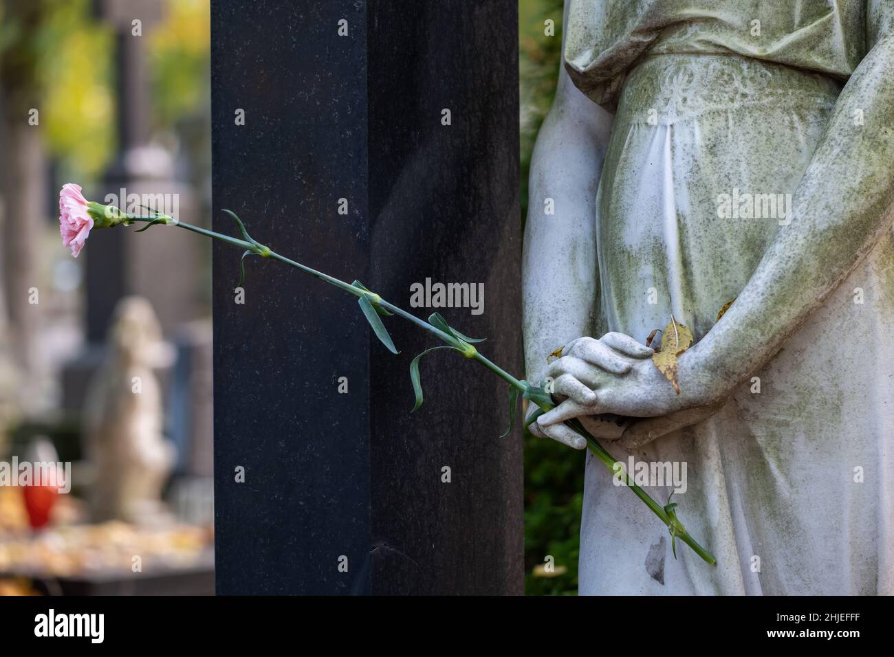 Single carnation flower in clasped hands of a woman made of stone ...
