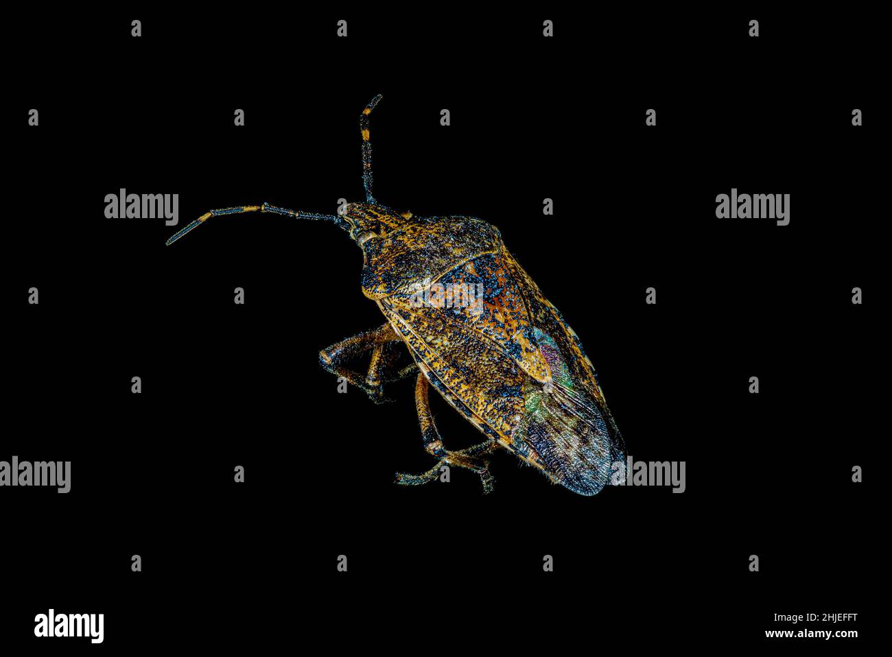 gray garden bug or stink bug Stock Photo - Alamy